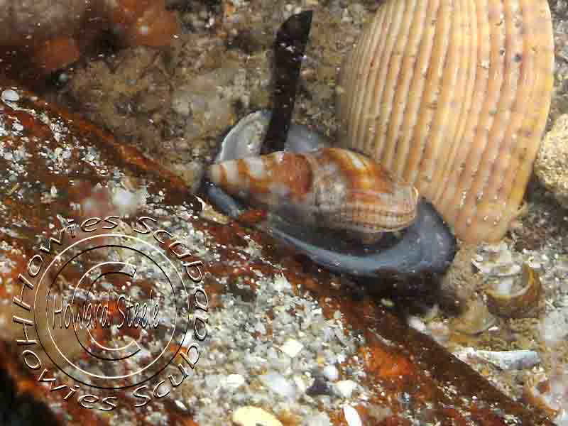 Molluscs, Howies Scuba
